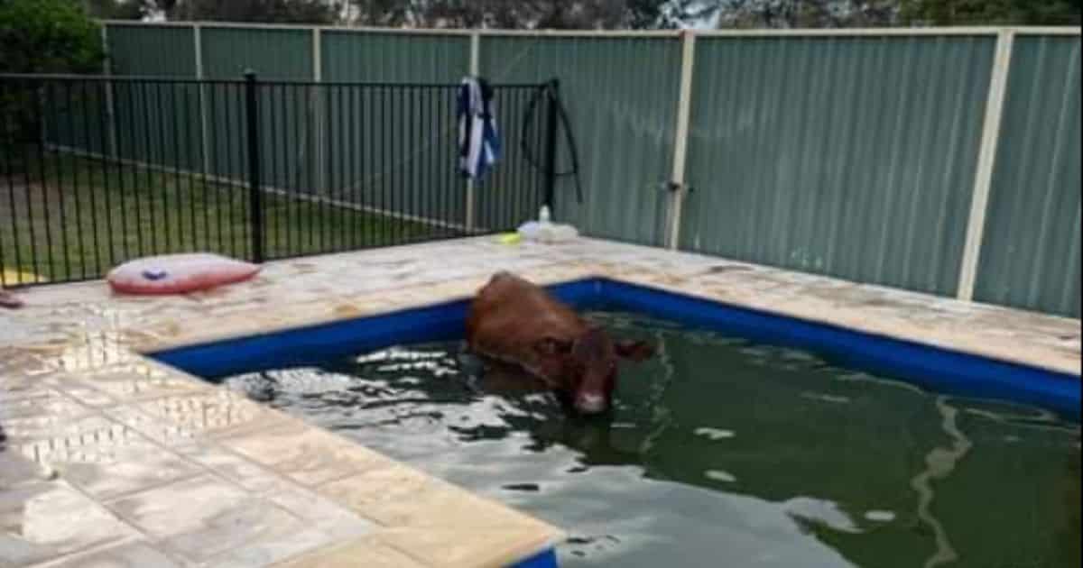 Rescuers Called to Remove Cow After It Ran Through Fence and Ended Up ...