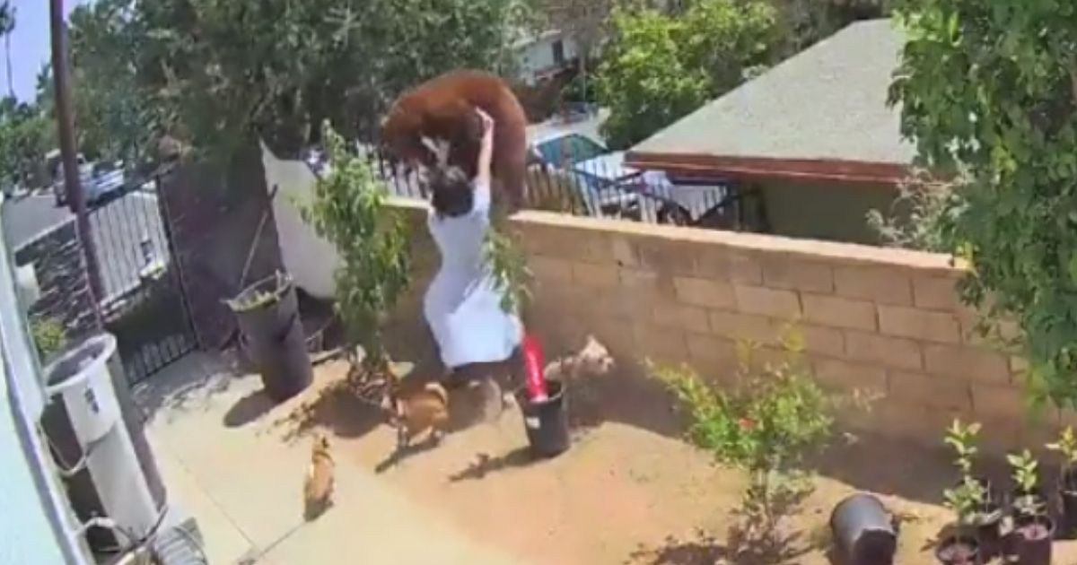 Viral Video: Teenage Girl Shoves Bear off Wall After It Attacks Her ...