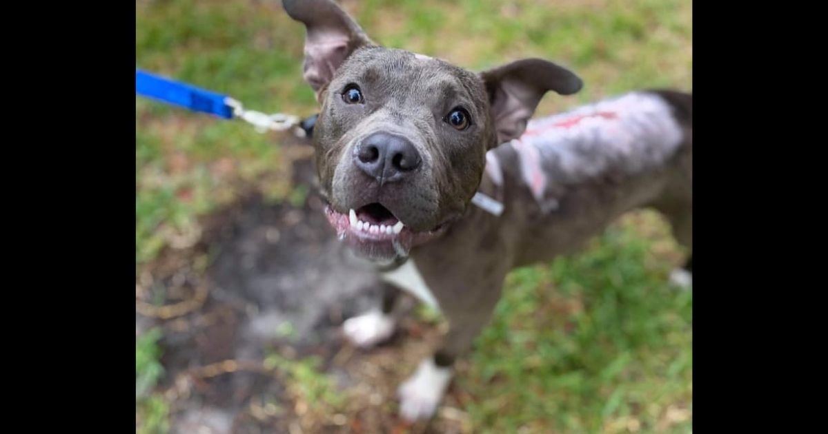 Dog Finally Finds Loving Family After Suffering Chemical Burns and ...