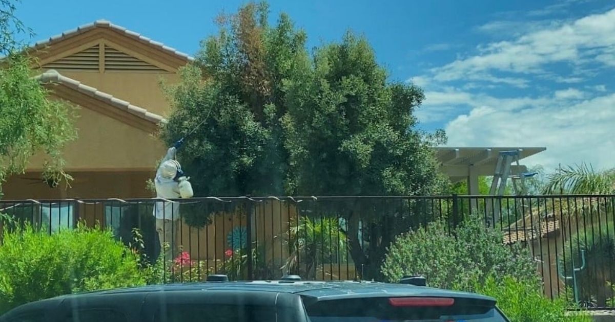 Terrifying Bee Attack from 100-Pound Hive in Arizona Takes One Man's ...
