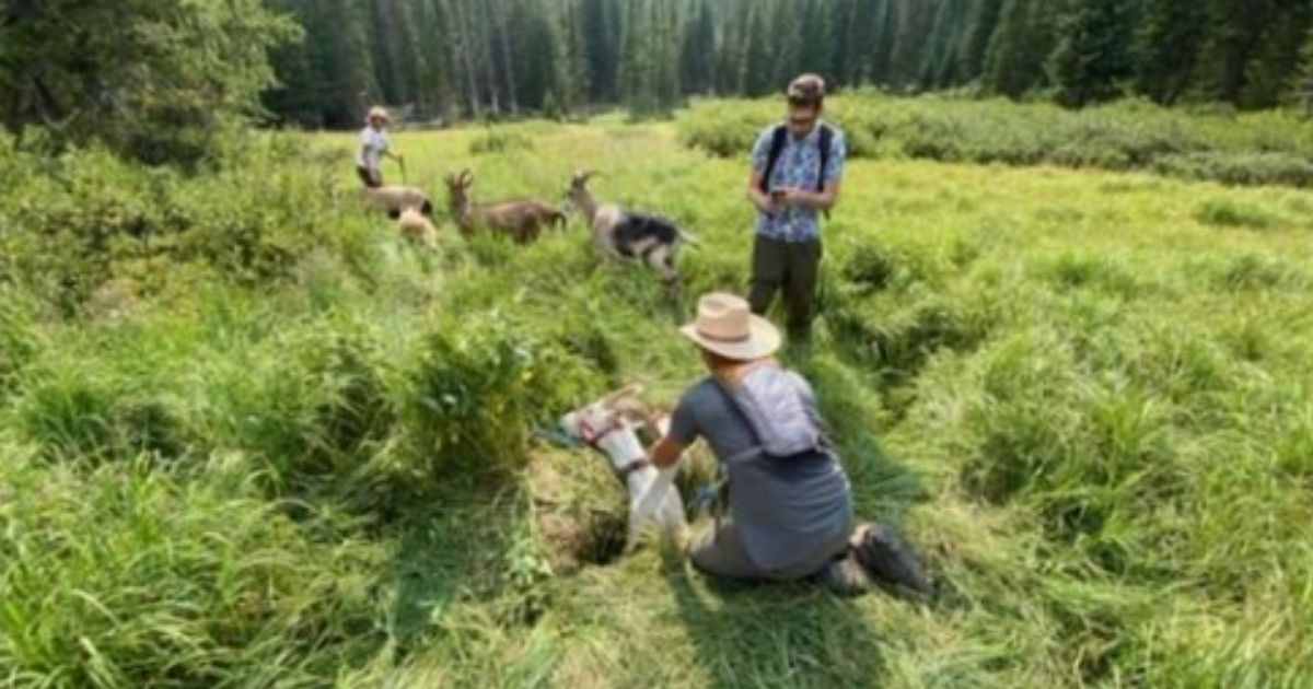 Men Race to Rescue 300-Pound Pet Goat That Fell Into Ditch on Hiking ...