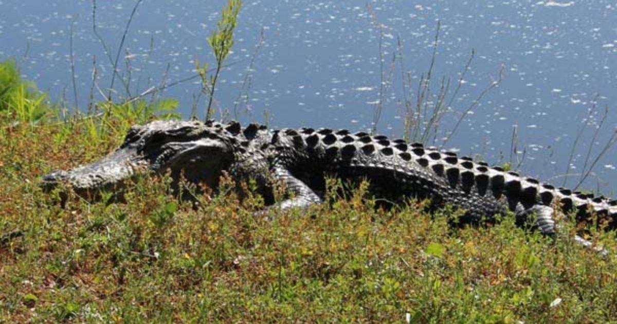 Woman Attacked by Alligator While Walking Dog, Seriously Injured After ...