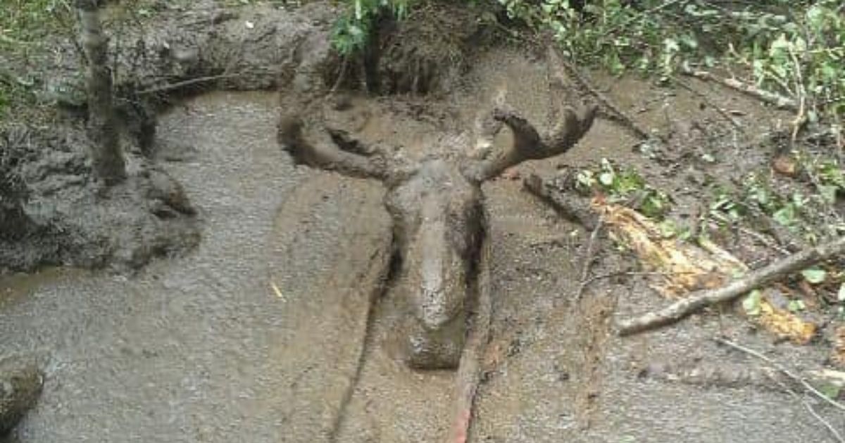 Men Spot Moose Stuck in Mud Up to Its Head, Tie Straps Around Antlers ...