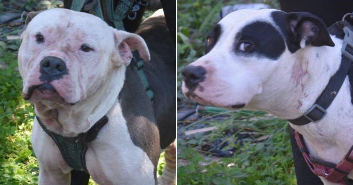 Alleged Home Intruder Attacked and Killed by Two Dogs, Body Found on ...