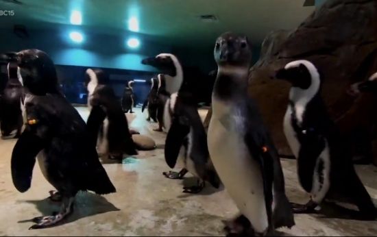 How an African Penguin Is Making a Difference in Children’s Lives ...