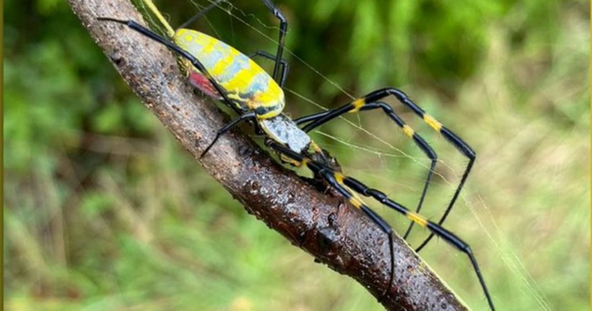 Invasive Spiders That Grow to Size of Child's Hand Expected to ...