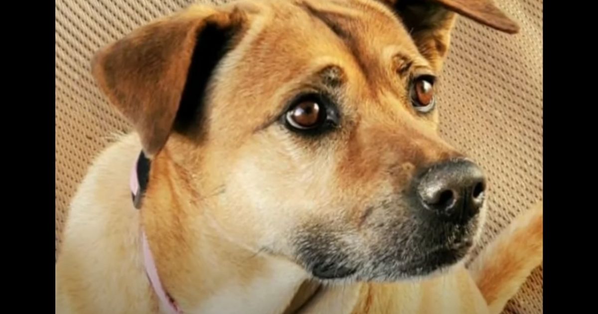 Mystery Man Shoots and Kills Army Combat Vet's Therapy Dog in What ...
