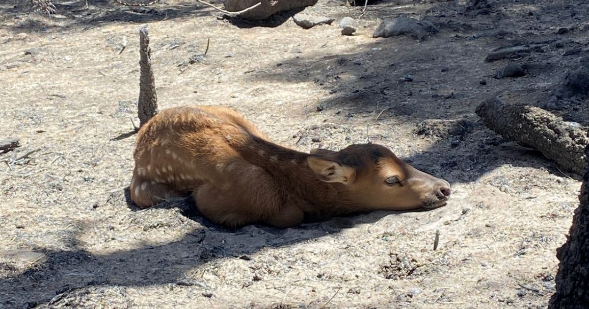 Firefighters Find Newborn Elk While Battling Massive Wildfire: 'Didn't ...