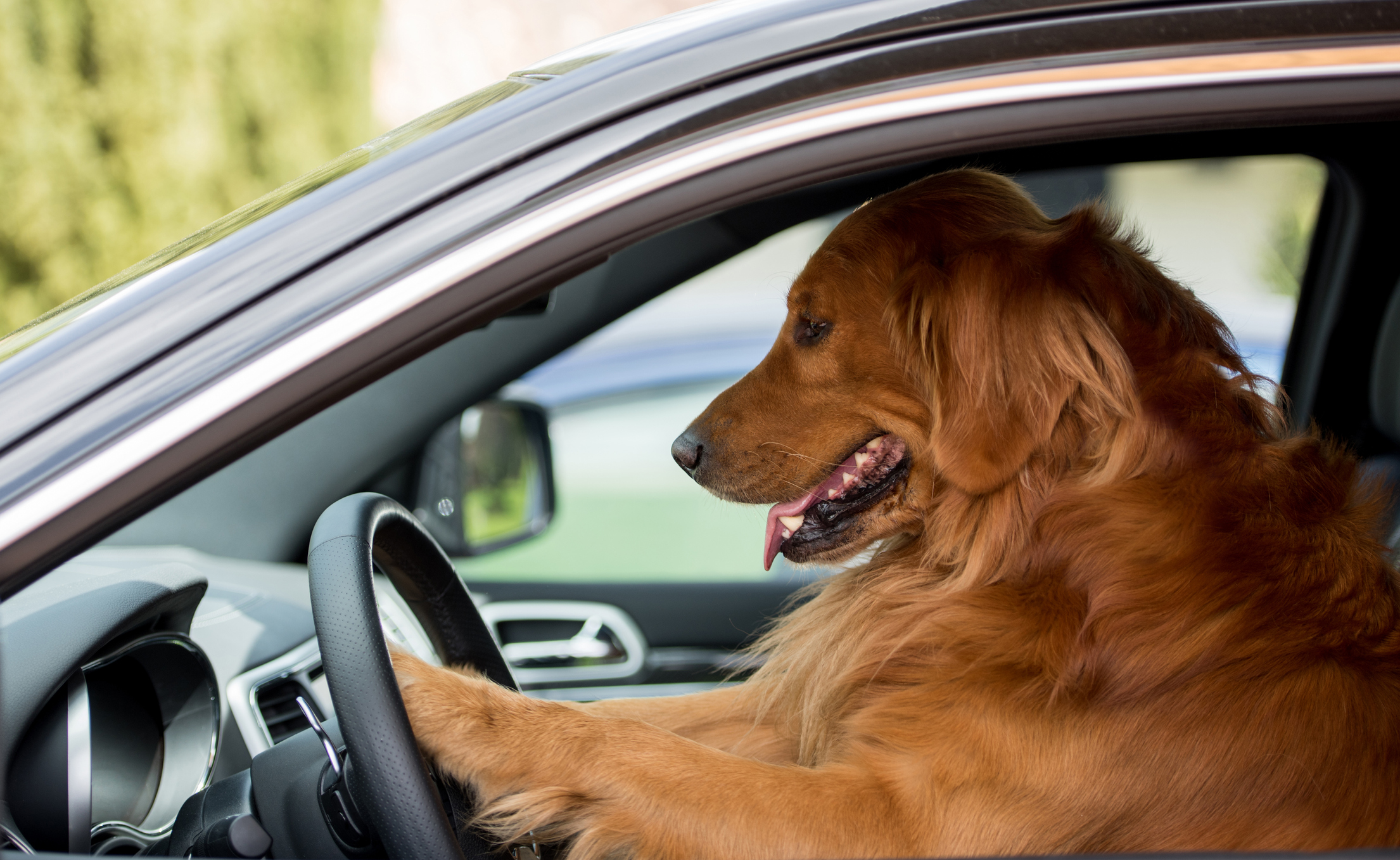 Man Tried to Switch Places With His Dog to Avoid DUI Arrest: Police ...