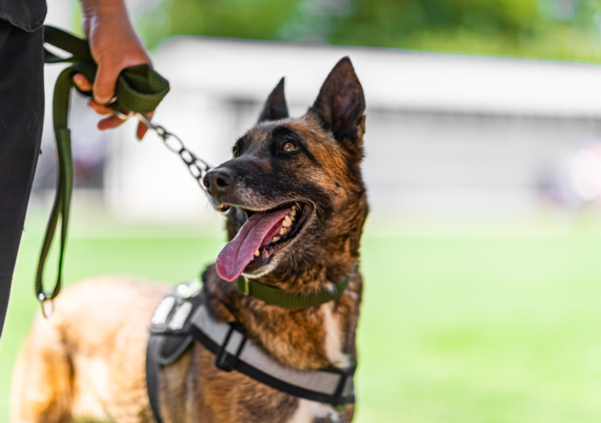 Veteran Starts Charity for Service Dogs in Memory of His Companion ...
