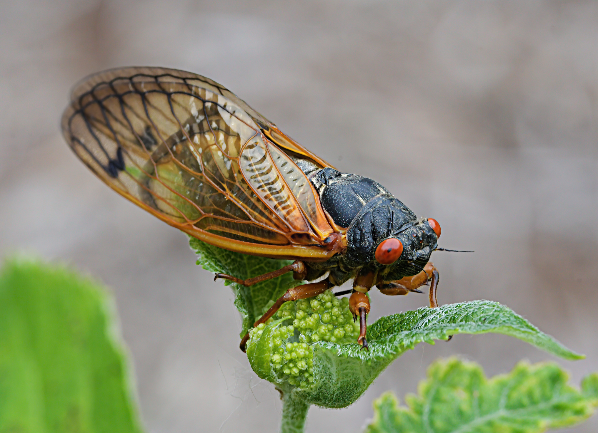 Rare Dual Cicada Emergence Expected to Bring Two Species Together for ...