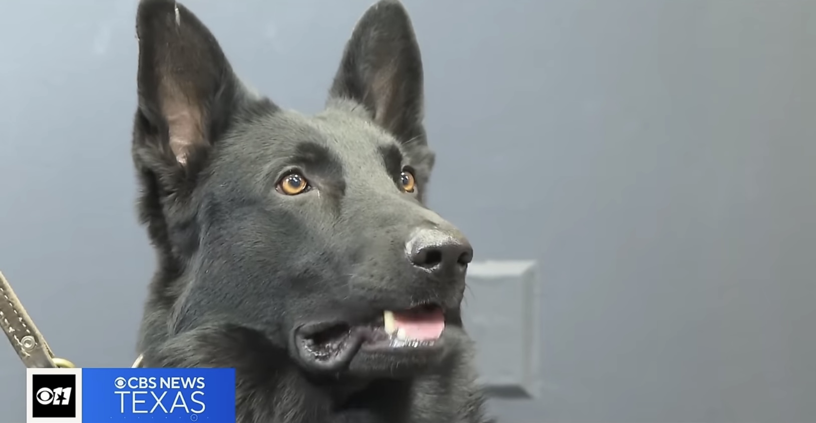 Shelter Dog Gets New Leash on Life by Becoming K-9 Officer ...