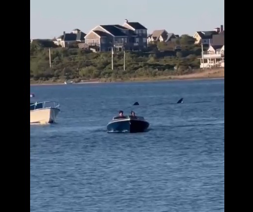 Video: Massive 20-Foot Shark Spotted Off Rhode Island Coast ...