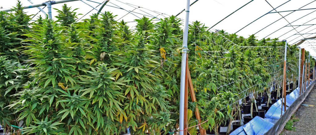 National Guard Joins DEA In California Desert To Bust Illicit Marijuana ...