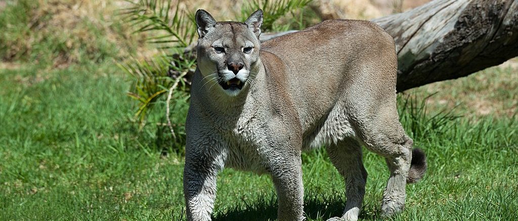 REPORT: Father Praised As ‘Hero’ After Mountain Lion Attacks Child At ...