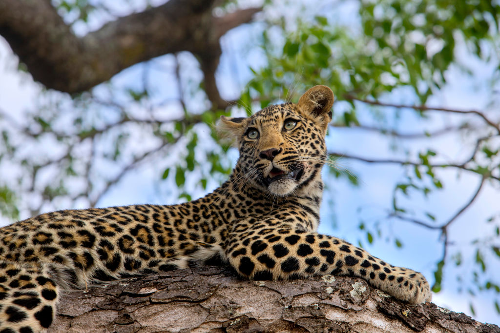 Zookeeper Mauled to Death After Leopard Escapes Enclosure — Independent ...