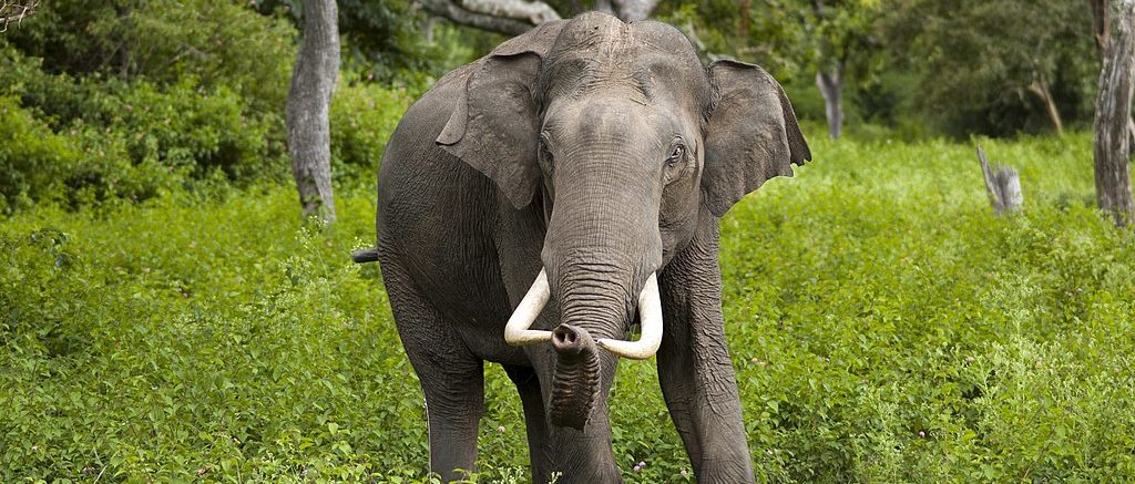 Homicidal Elephant Keeps Killing People In Tourist Hotspot, Official ...